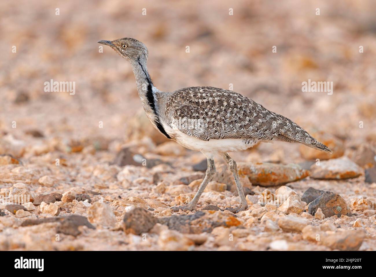 African Houbara, Llanos de Tindaya, Furteventura, Canarias, Spain ...