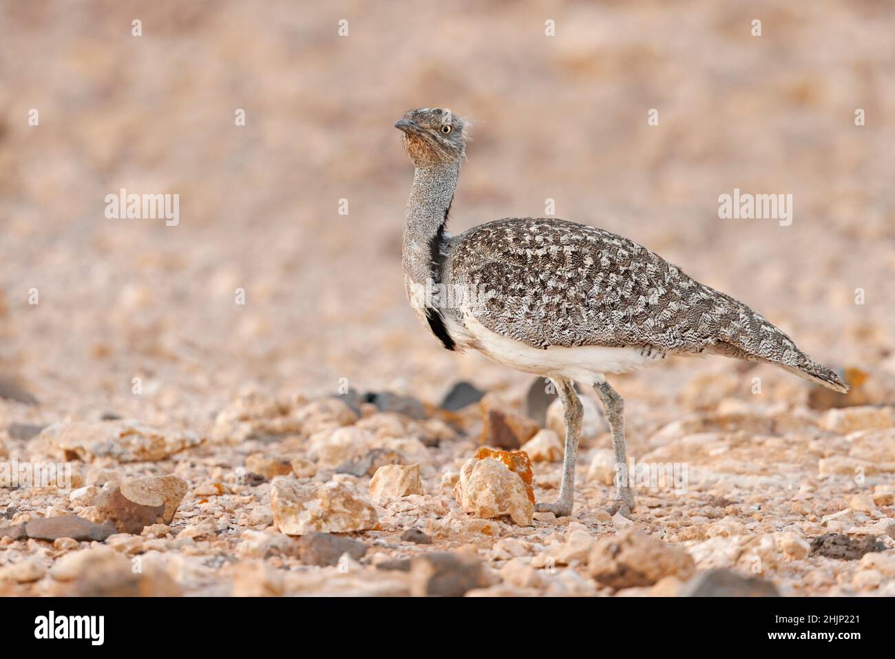 African Houbara, Llanos de Tindaya, Furteventura, Canarias, Spain ...