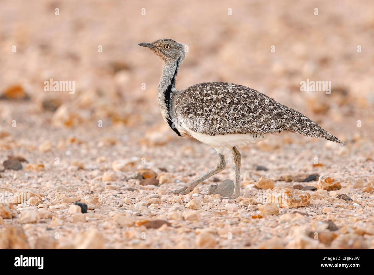 African Houbara, Llanos de Tindaya, Furteventura, Canarias, Spain ...