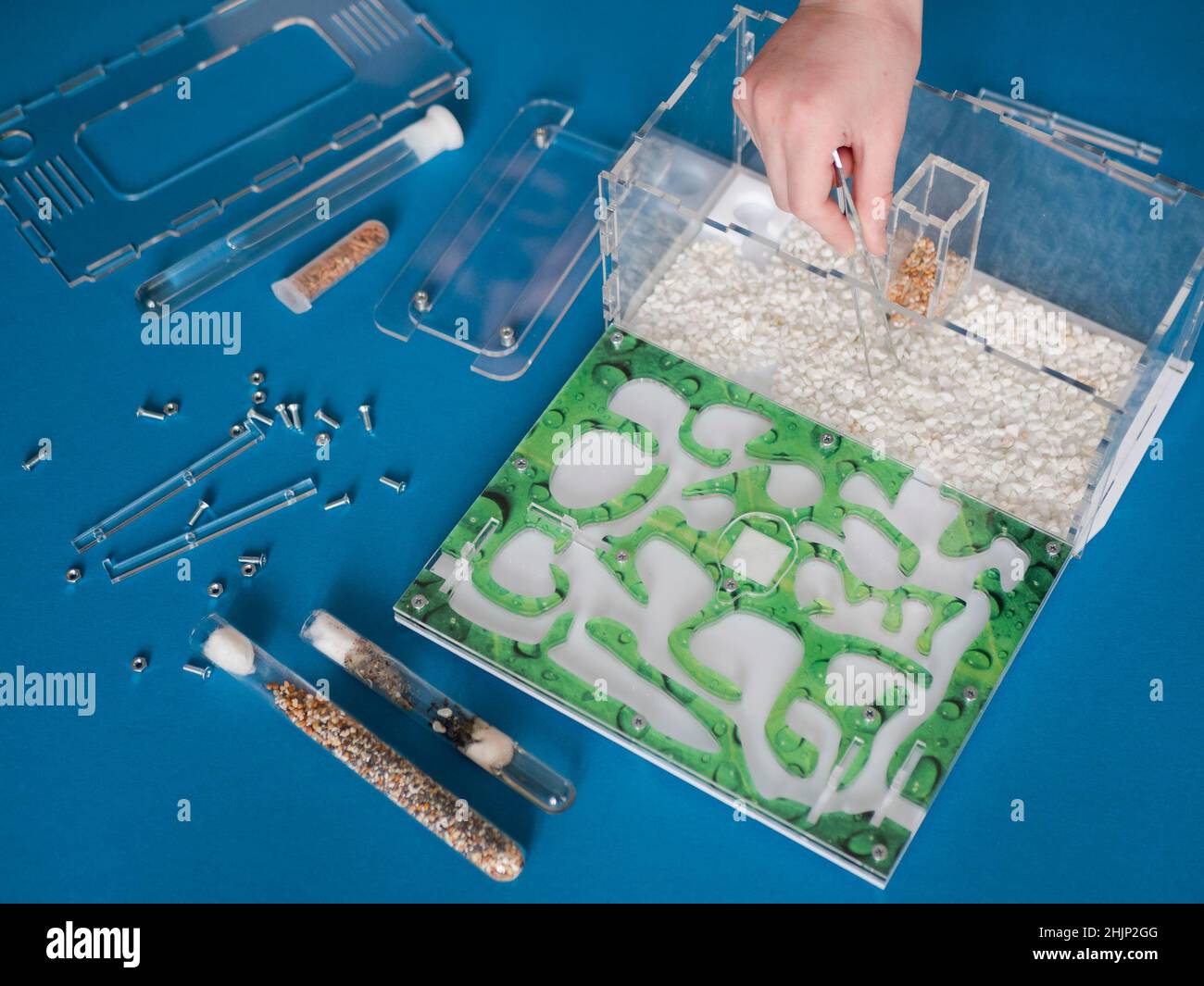 Filling the arena of ant farm with white small ornamental stone ...