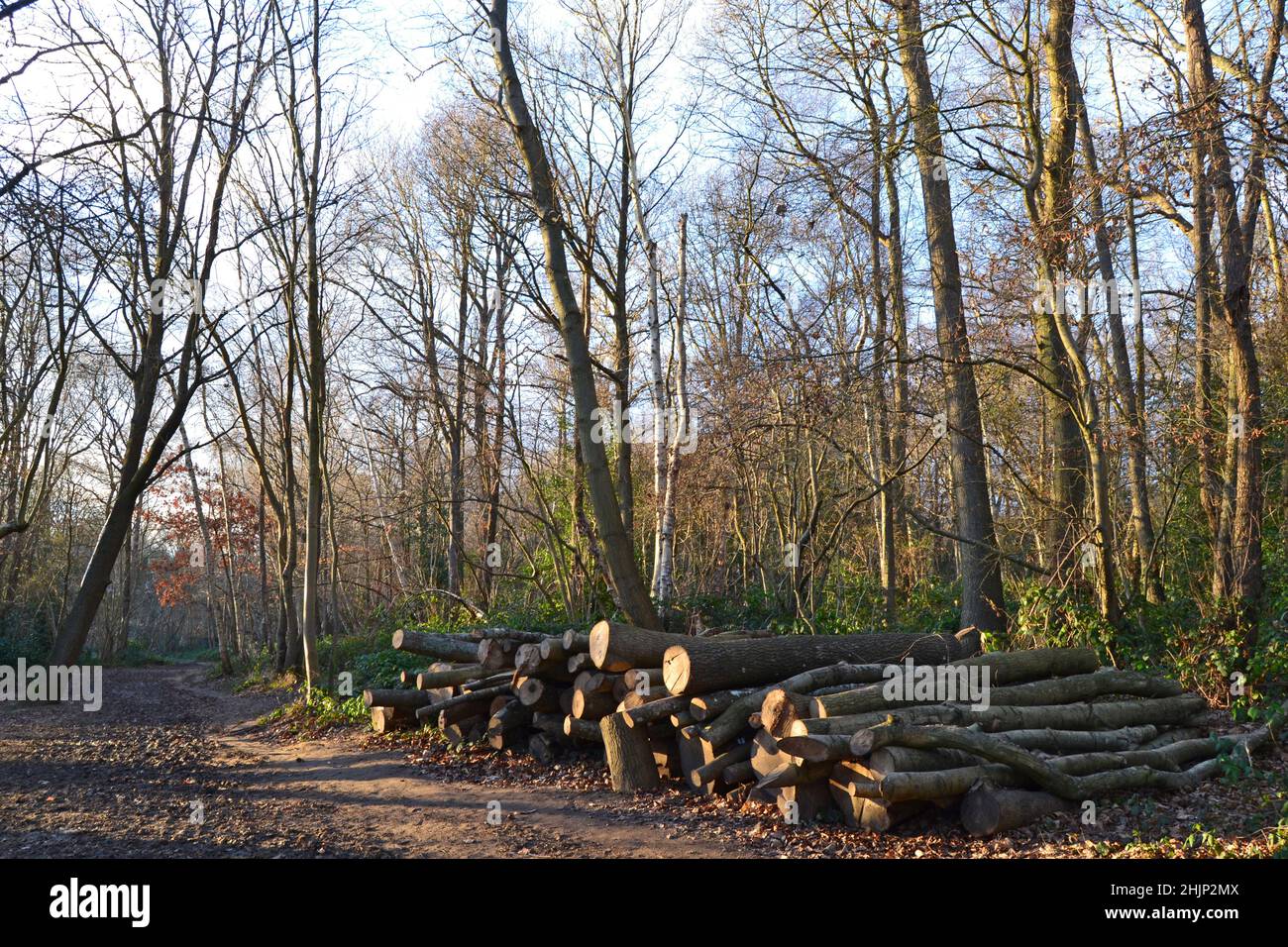 Hawkwood woodland hi-res stock photography and images - Alamy