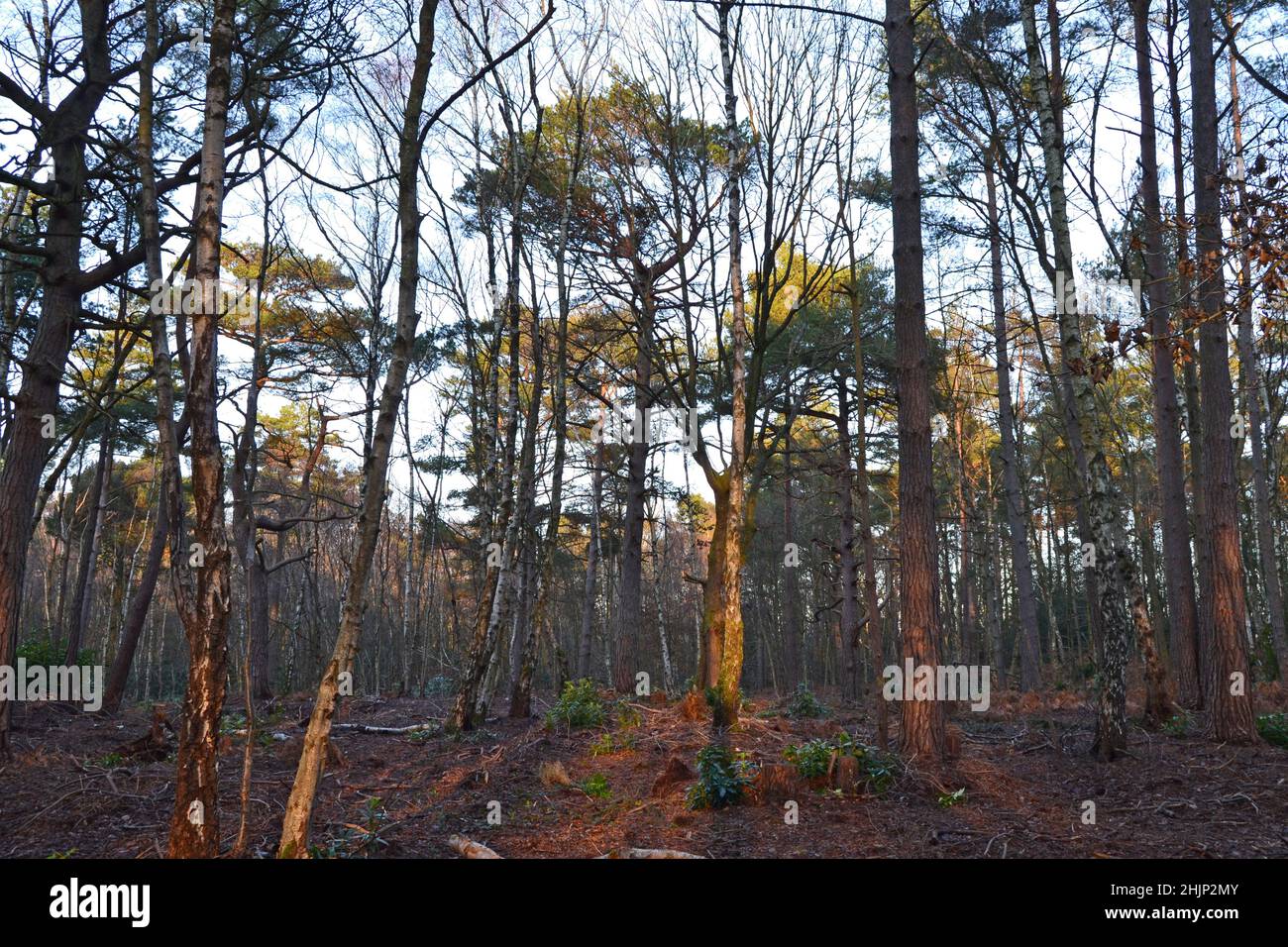 Scots Pines at Hosey Common, nr Westerham, Kent on winter's afternoon ...