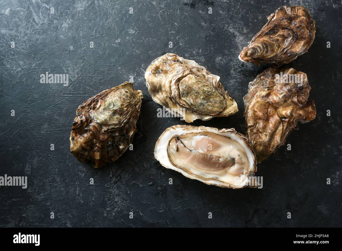 Group of oysters, one is open on a dark gray slate background, copy ...