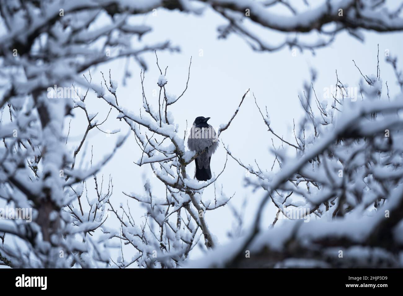 Black and grey crow hi-res stock photography and images - Alamy