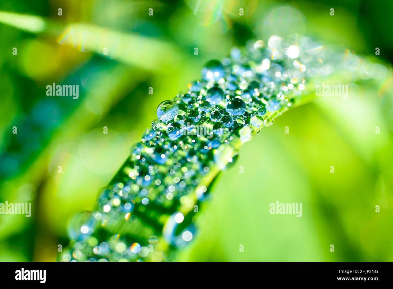 Garland drops of morning dew in the spring close up at dawn. Fabulous ...
