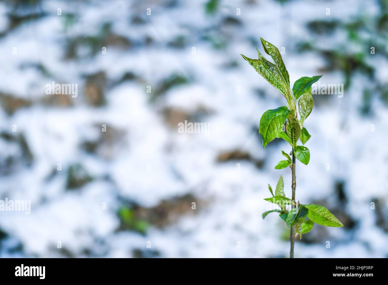 A young tree shoot in drops of water and melted ice in the spring after ...