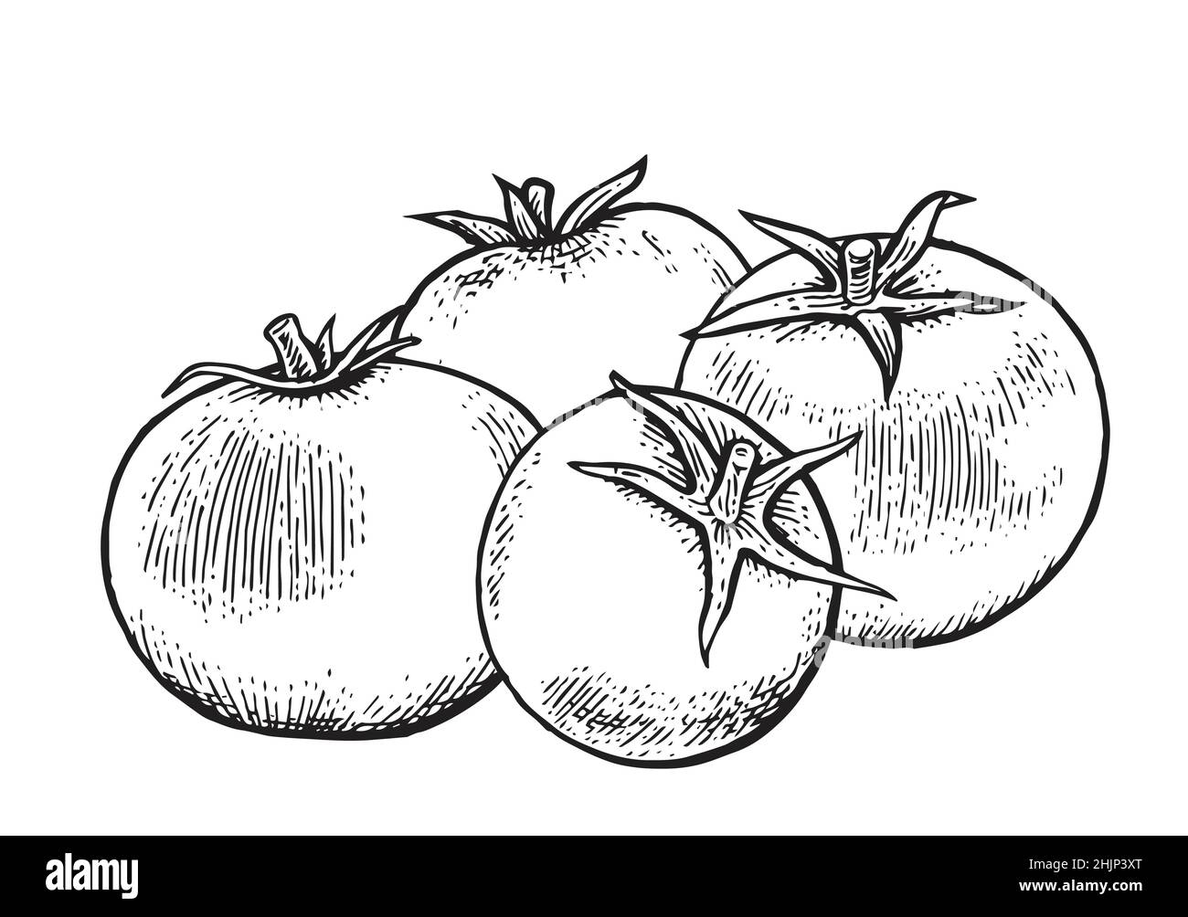 Still life. Beautiful ripe vegetable in vintage engraving style ...