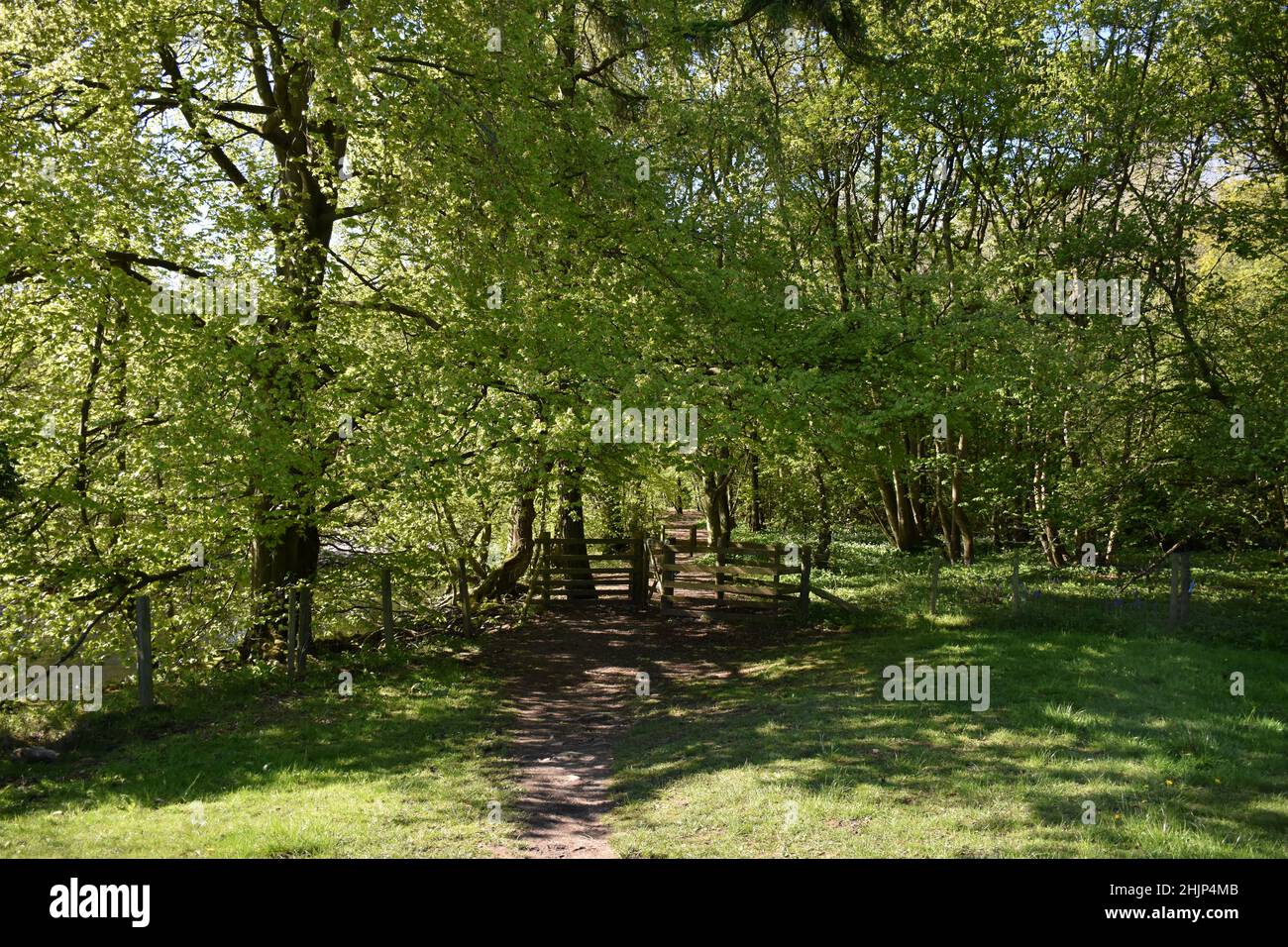 Dirt foot path through a woodland forest in England in the spring Stock ...