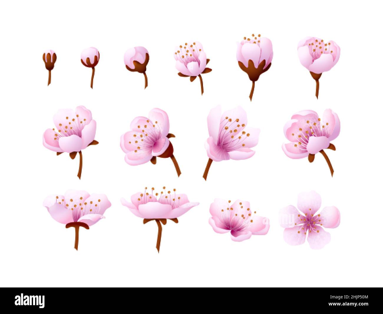 Sakura flowers. Nature pink flower, flowering branch. Isolated floral ...