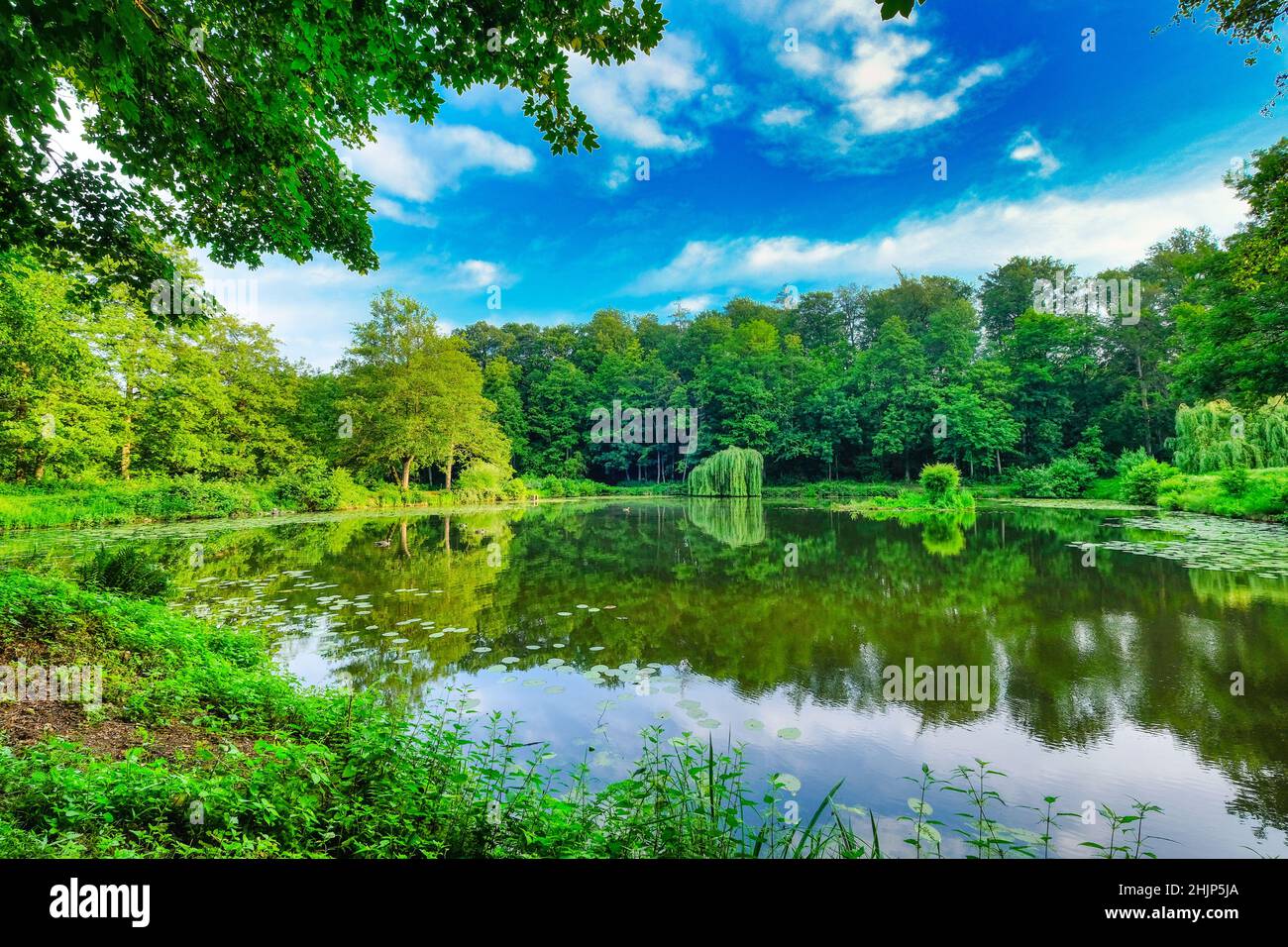 Beautiful pond on bright summer day surrounded by trees Stock Photo - Alamy