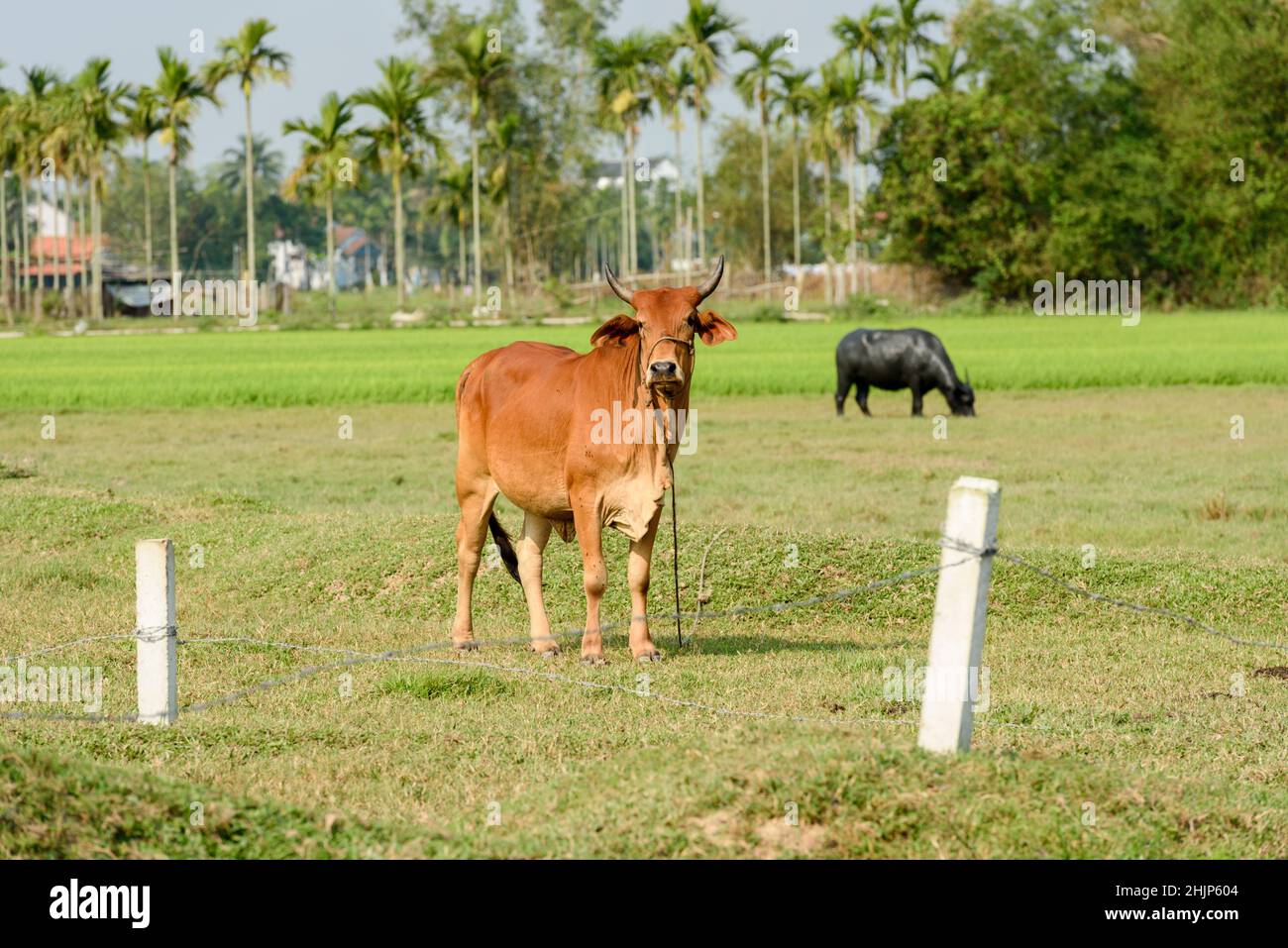 A Vietnamese cow tethered in a field for grazing in Hoi An, Quang Nam ...