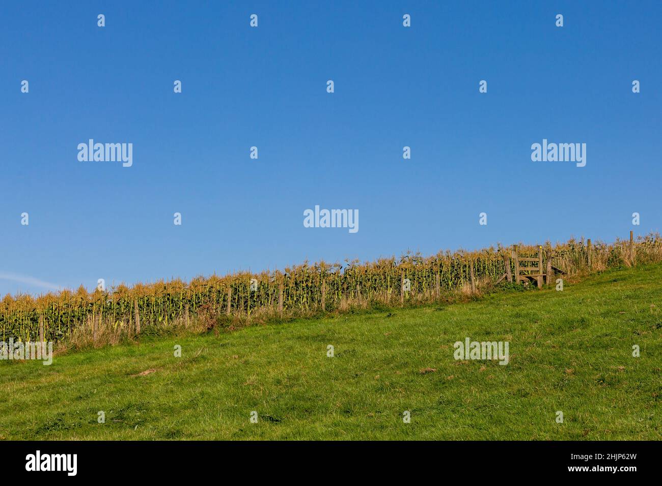A corn field with a blue sky overhead Stock Photo - Alamy