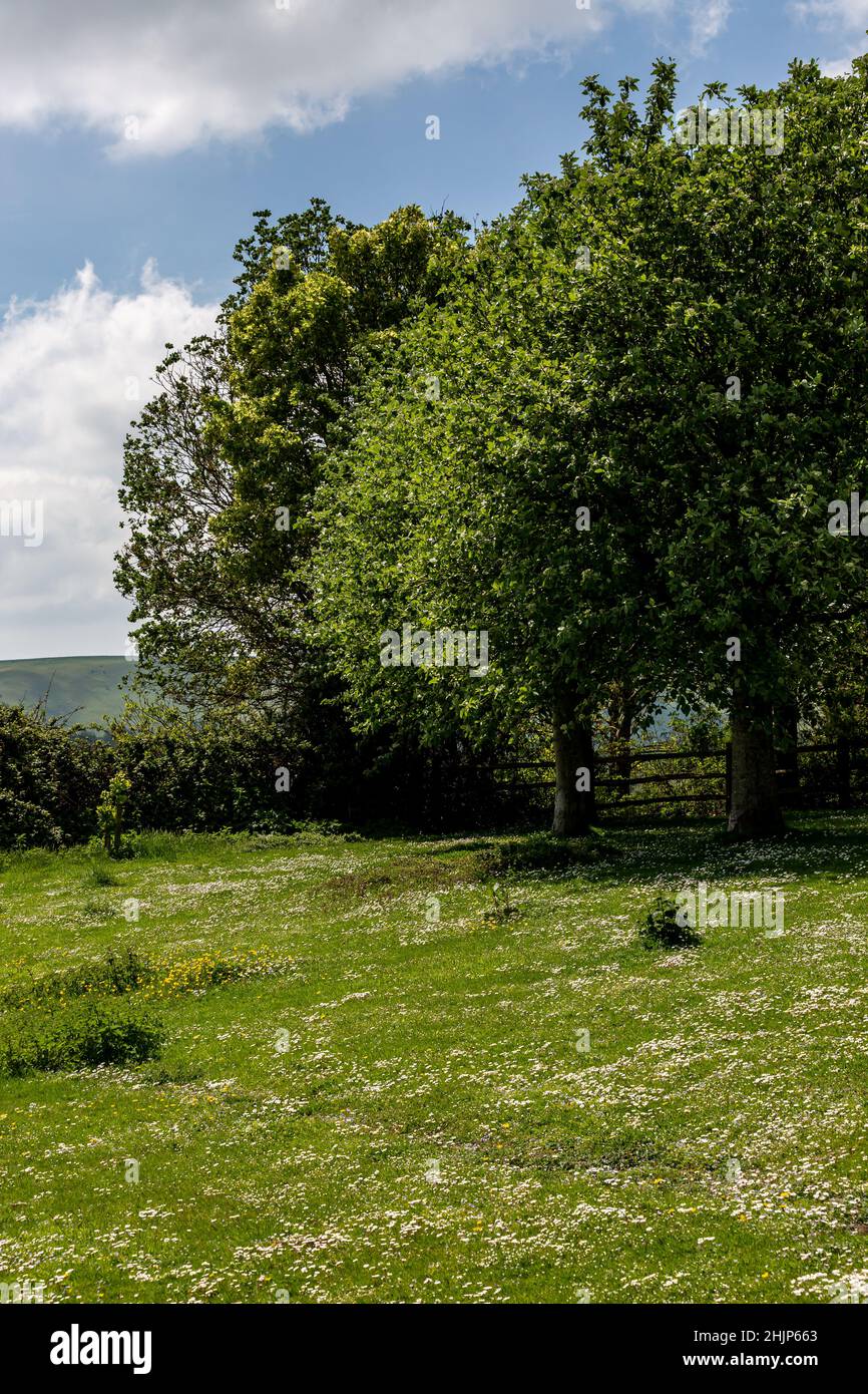 South downs spring wildflowers hi-res stock photography and images - Alamy