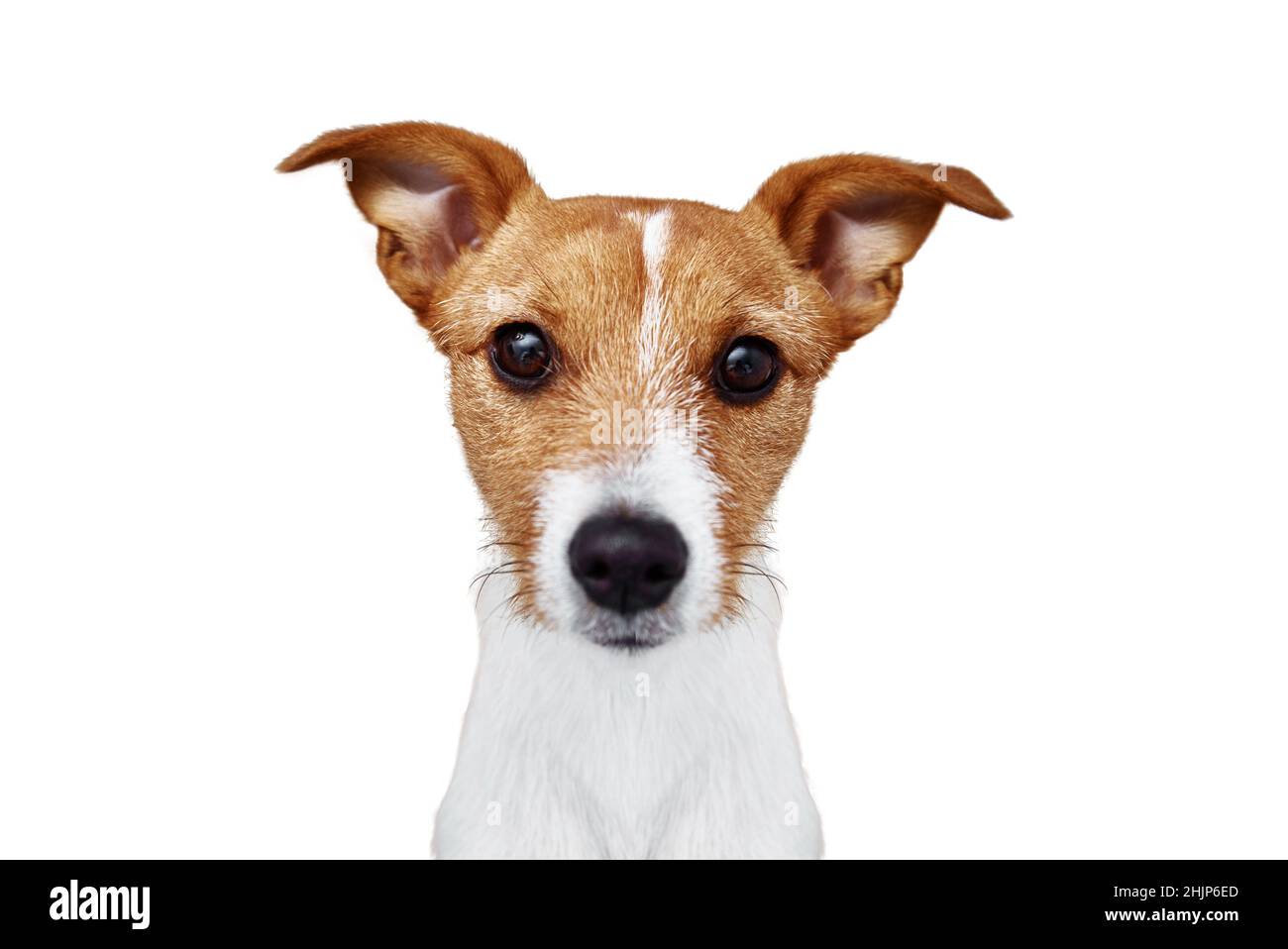 Dog portrait close up portrait, Jack Russell terrier looking at camera ...