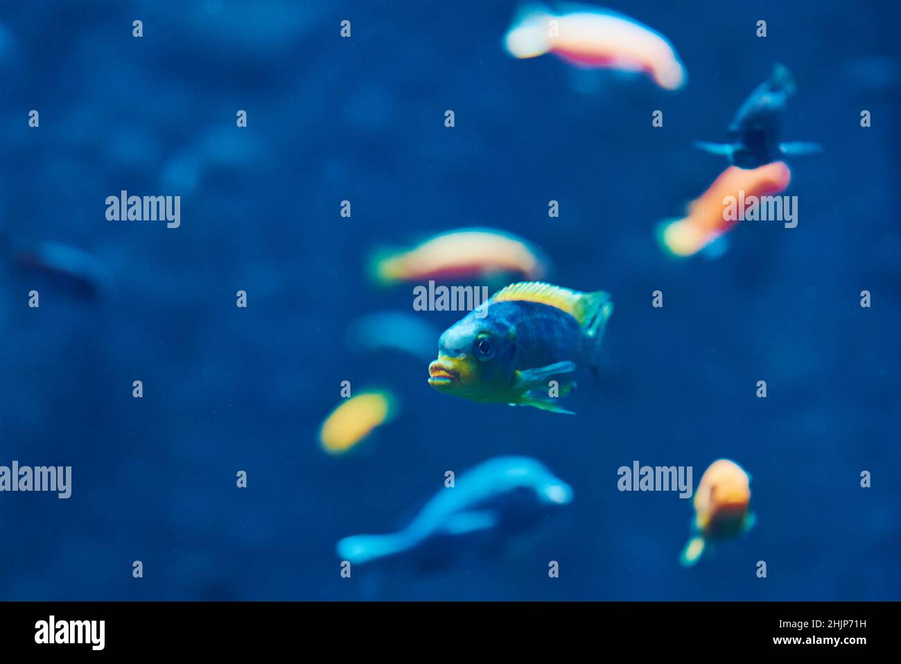 Colorful fishes in the deep under water, sea fish in zoo aquarium ...