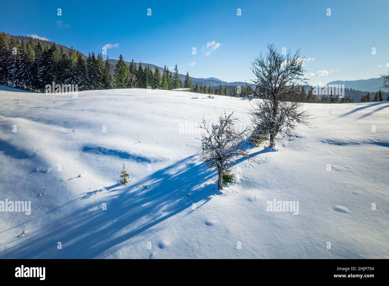 Winter forest landscape. Tree on the hill and mountains Stock Photo - Alamy