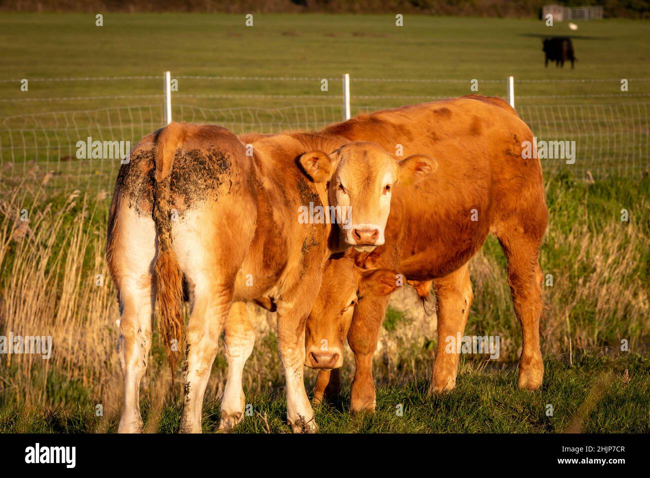 Two cows in the South Downs Stock Photo - Alamy