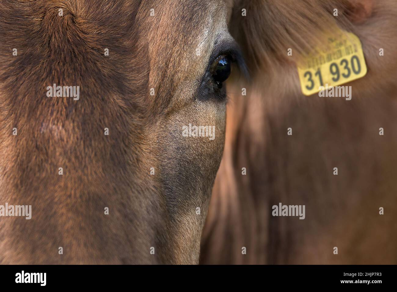Tarentaise cattle hi-res stock photography and images - Alamy