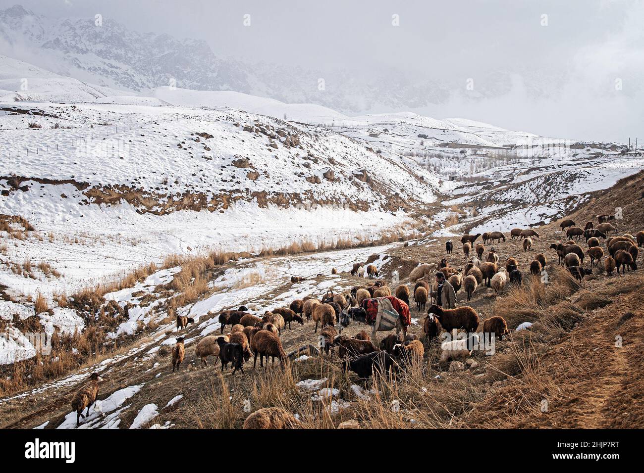 Beautiful view of Sheep on a field in a beautiful landscape in Iran ...