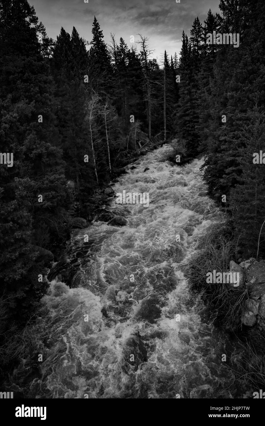 Grayscale shot of fast-flowing river through the forest Stock Photo - Alamy