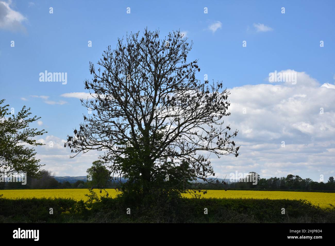 Tree silhouetted tree with a flowering field of rapeseed in the ...