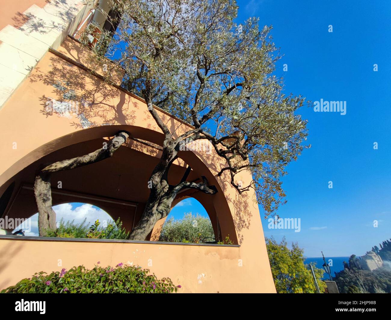 Tree growing inside house hi-res stock photography and images - Alamy