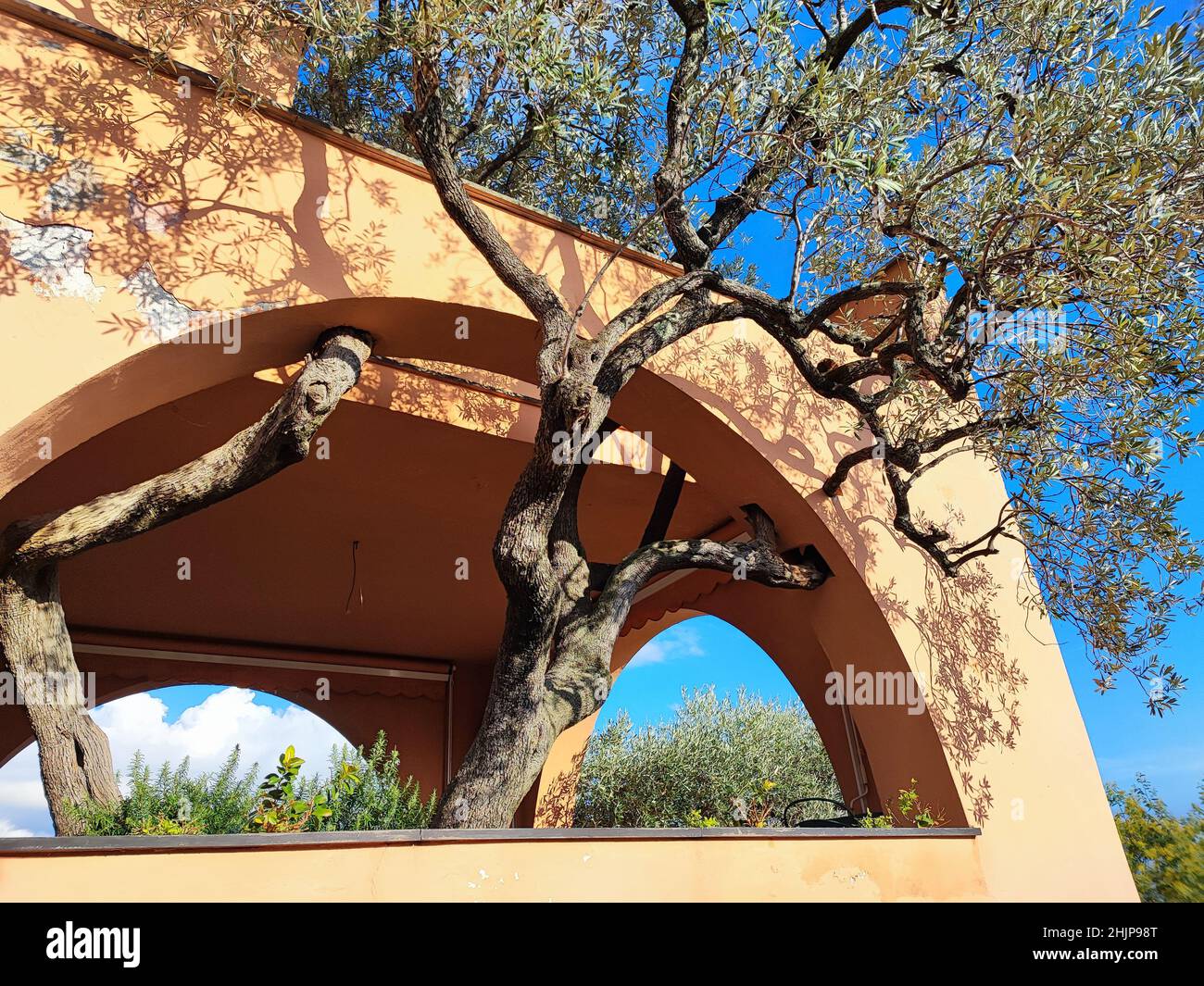 Tree growing inside house hi-res stock photography and images - Alamy