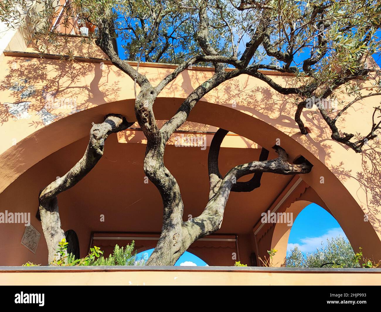Tree growing inside house hi-res stock photography and images - Alamy