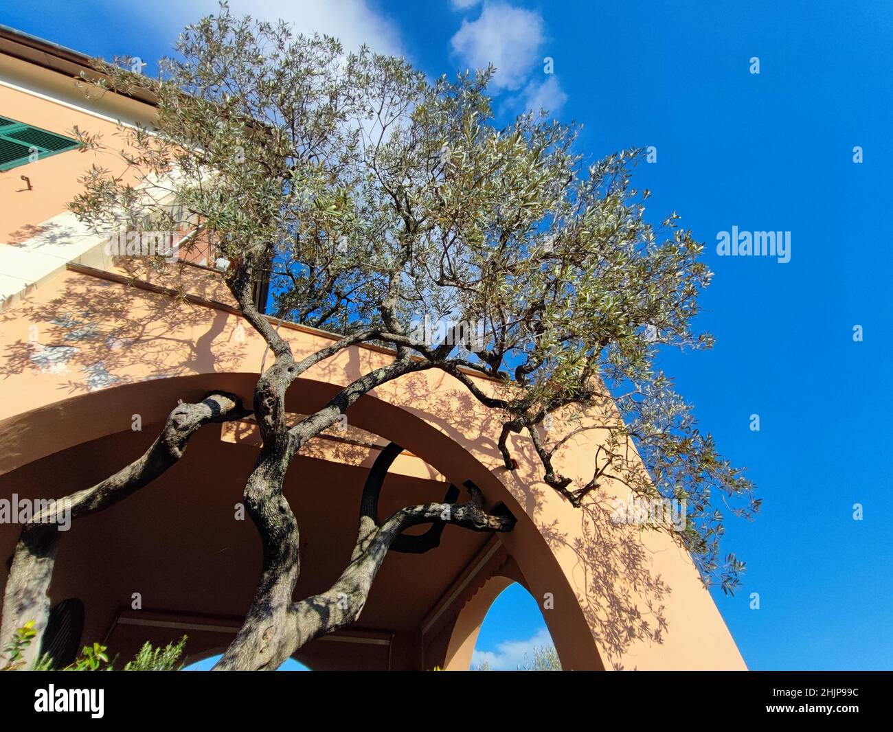 Olive tree growing inside house tree patio in liguria riviera Stock ...