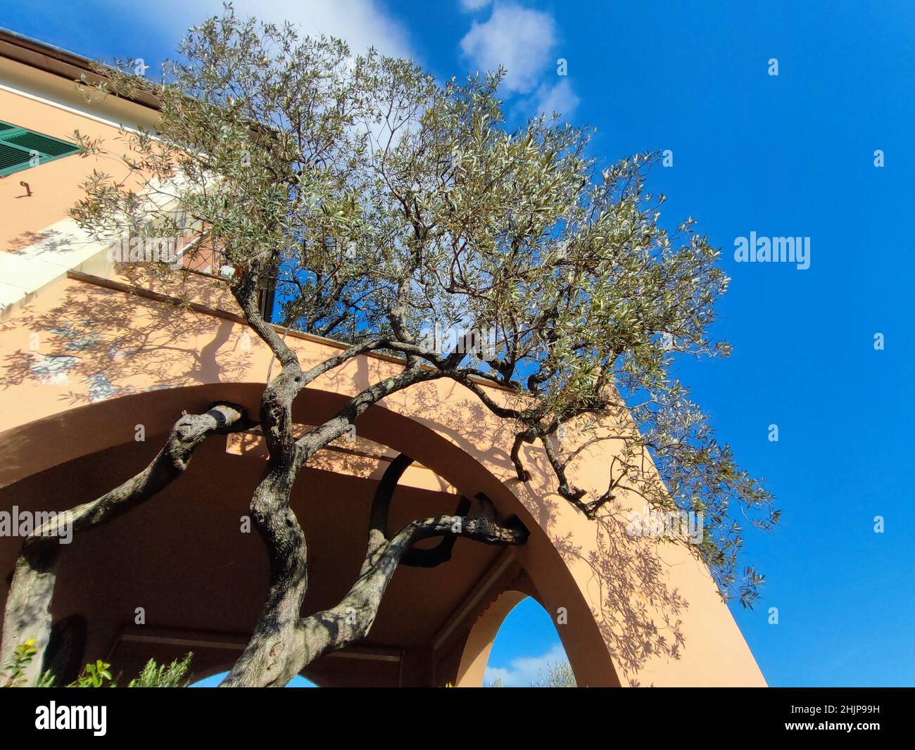 Olive tree growing inside house tree patio in liguria riviera Stock ...