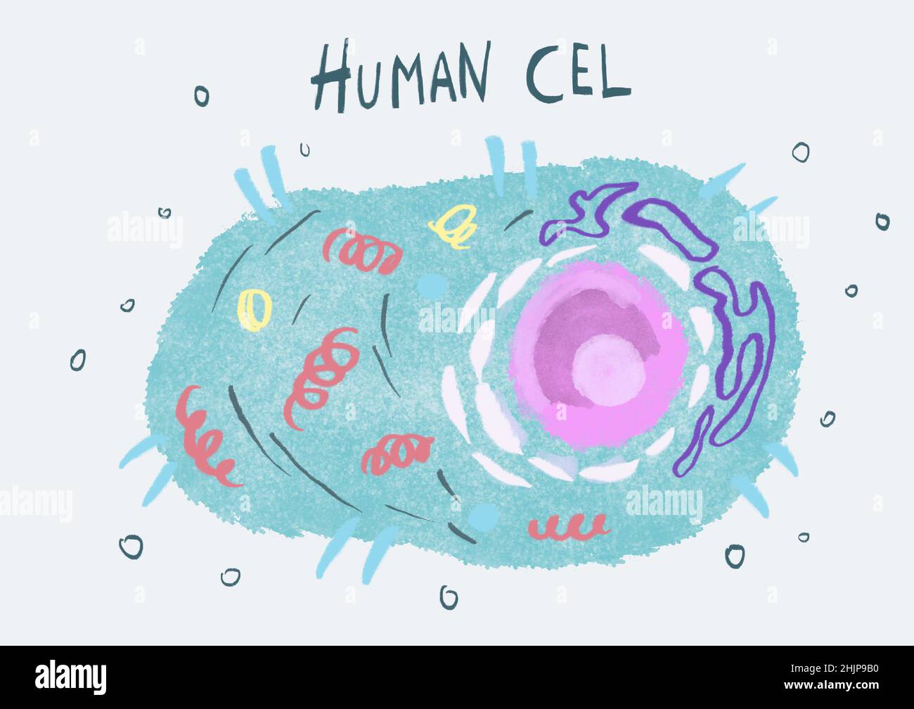 Human cell related illustration Stock Photo - Alamy