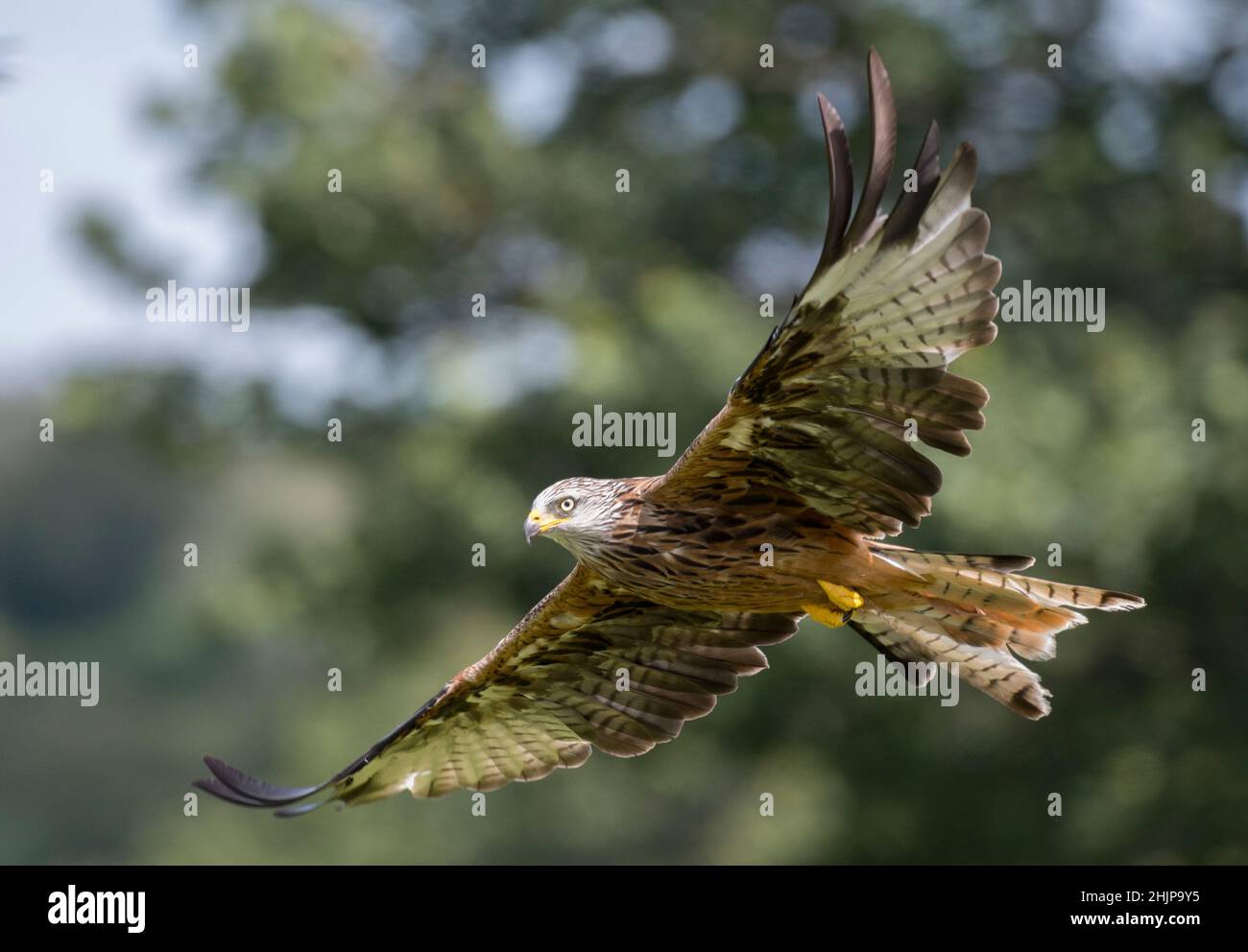 Rare red kite hi-res stock photography and images - Alamy