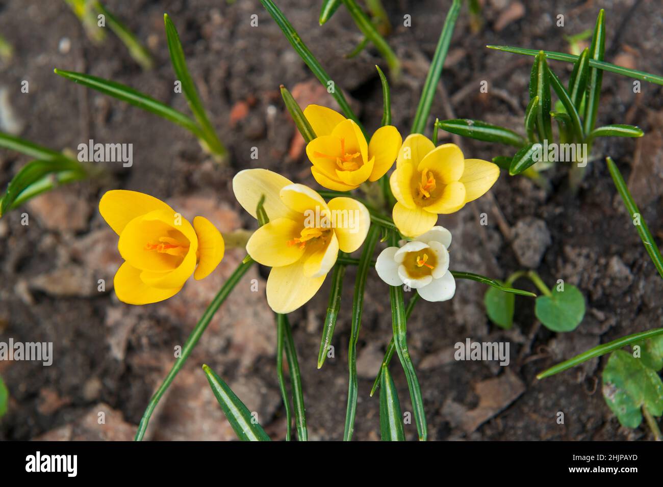 Purple snowdrops growing in spring hi-res stock photography and images ...