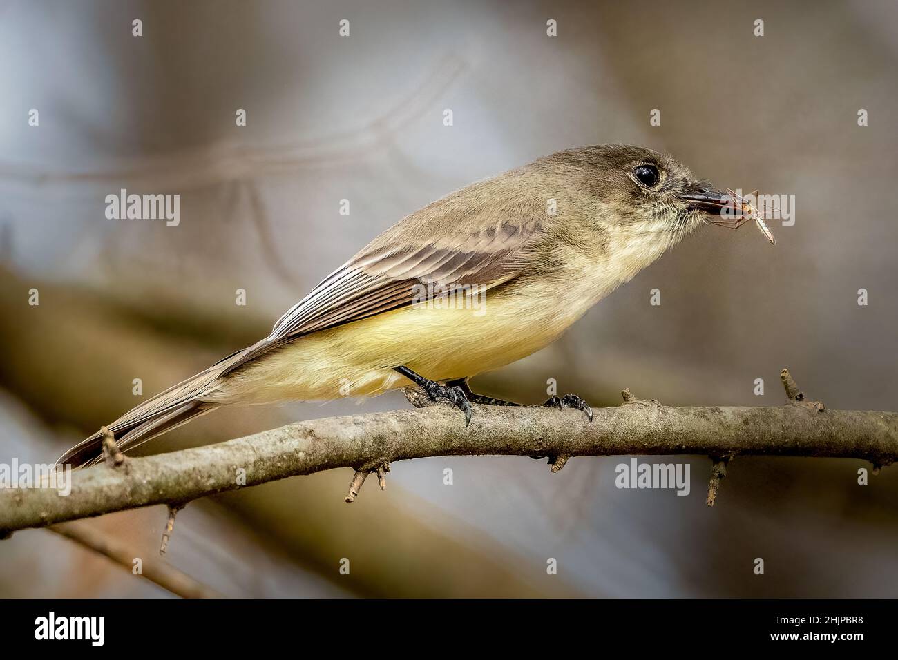 I photographed this Eastern Phoebe having a snack while traveling ...