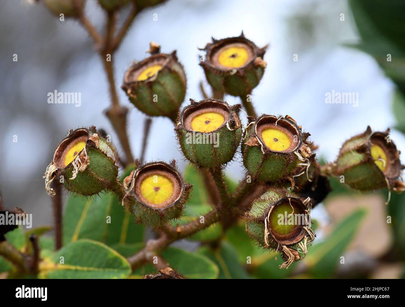 Gum nut fruits of the Australian native Dwarf Apple, Angophora hispida ...