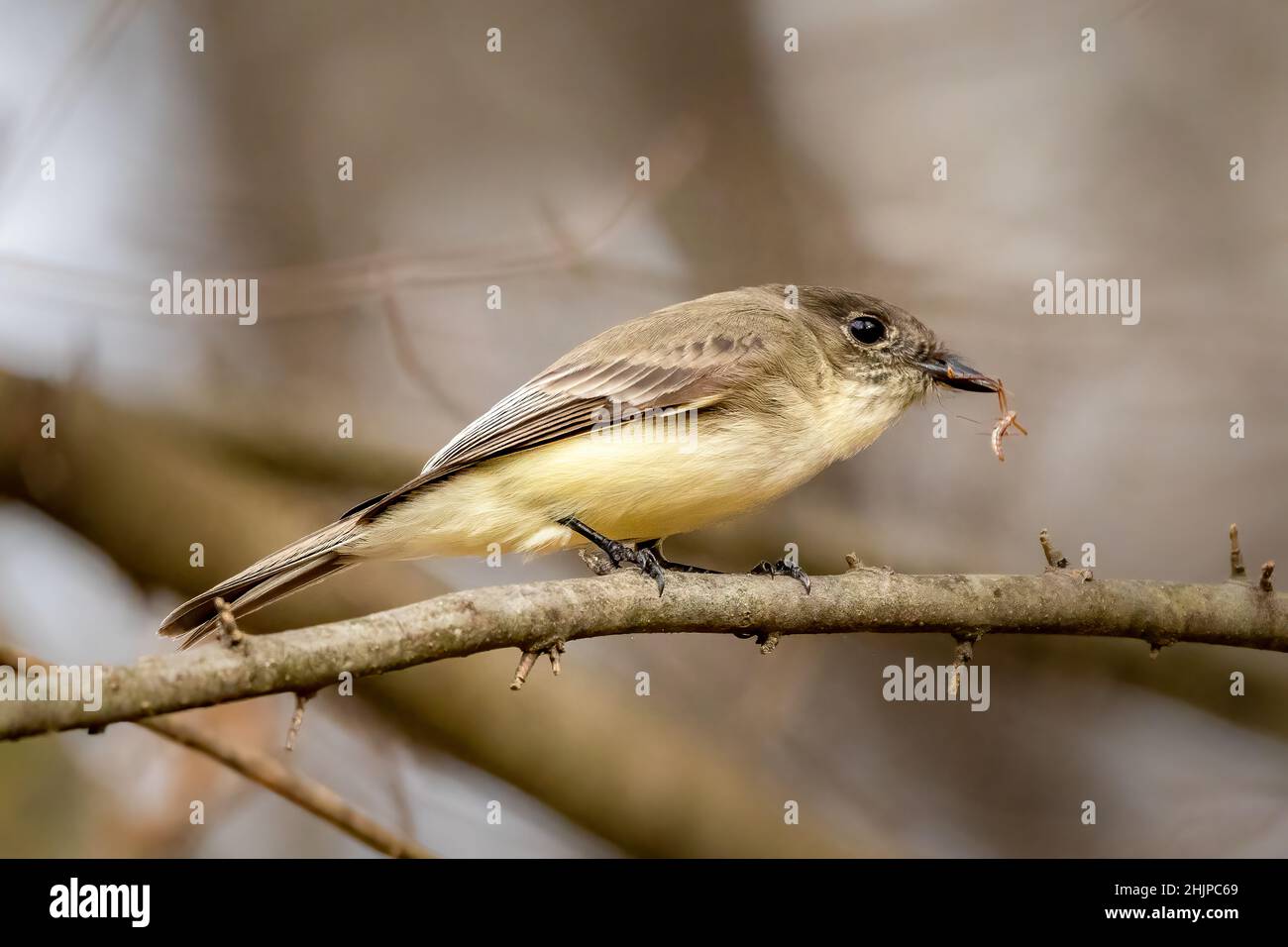 I photographed this Eastern Phoebe having a snack while traveling ...