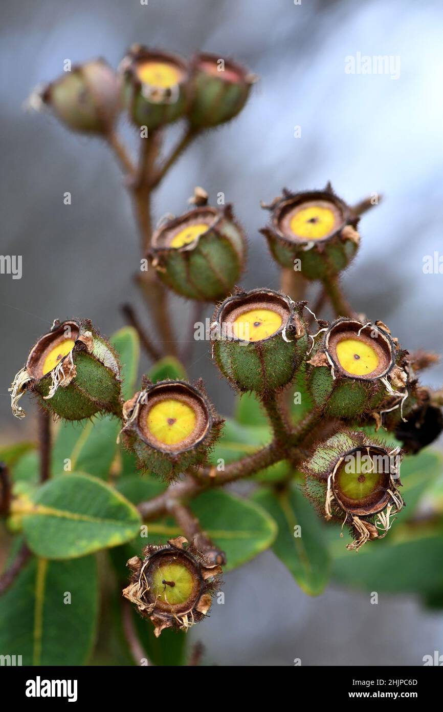 Gum nut fruits of the Australian native Dwarf Apple, Angophora hispida ...
