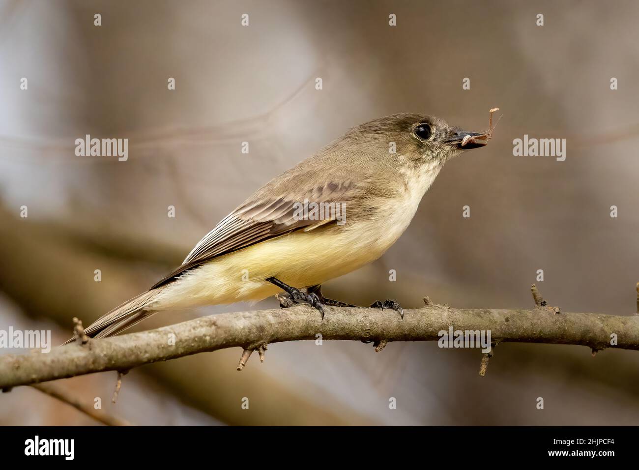 I photographed this Eastern Phoebe having a snack while traveling ...