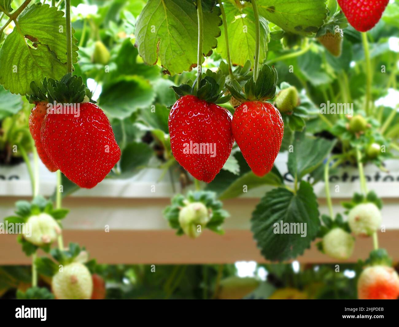 Israeli strawberries do not grow in the ground, but above. Flying ...