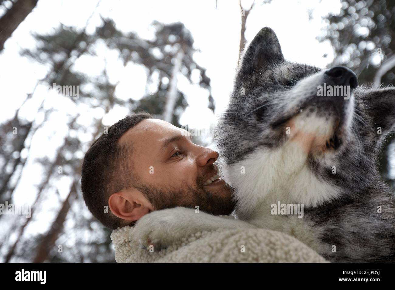 Men playing with siberian husky in winter forest and park, animals and ...