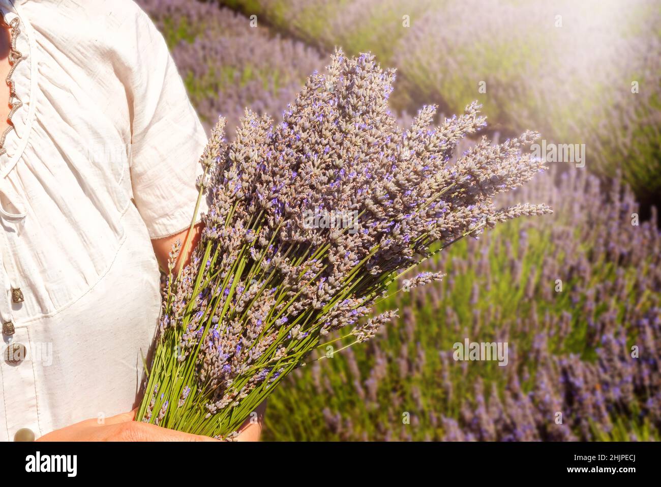 Lavender field womans hands selective hi-res stock photography and images - Alamy