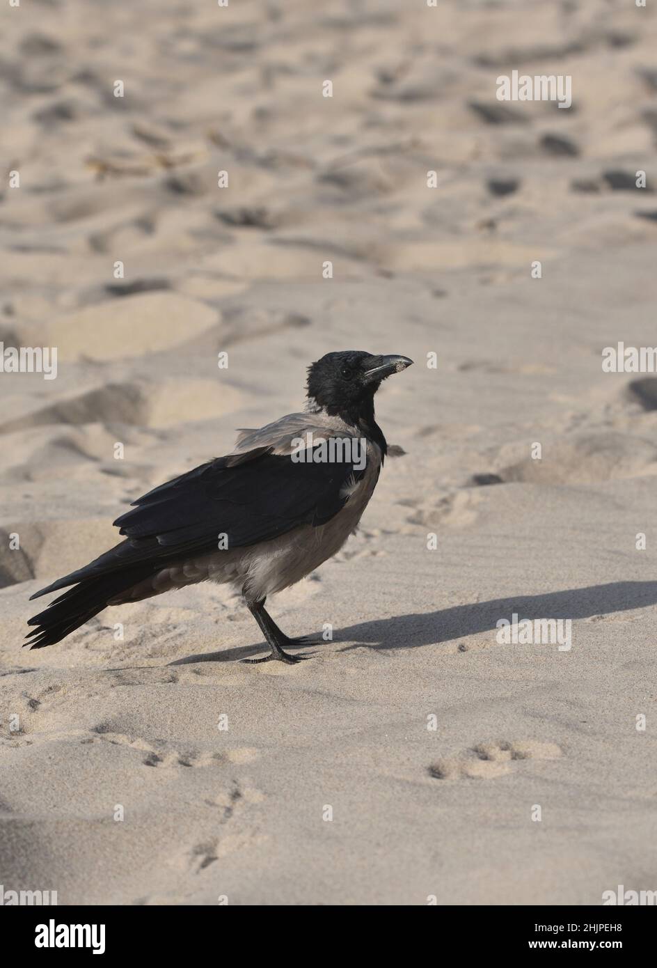 crow on the beach in search of food Stock Photo - Alamy