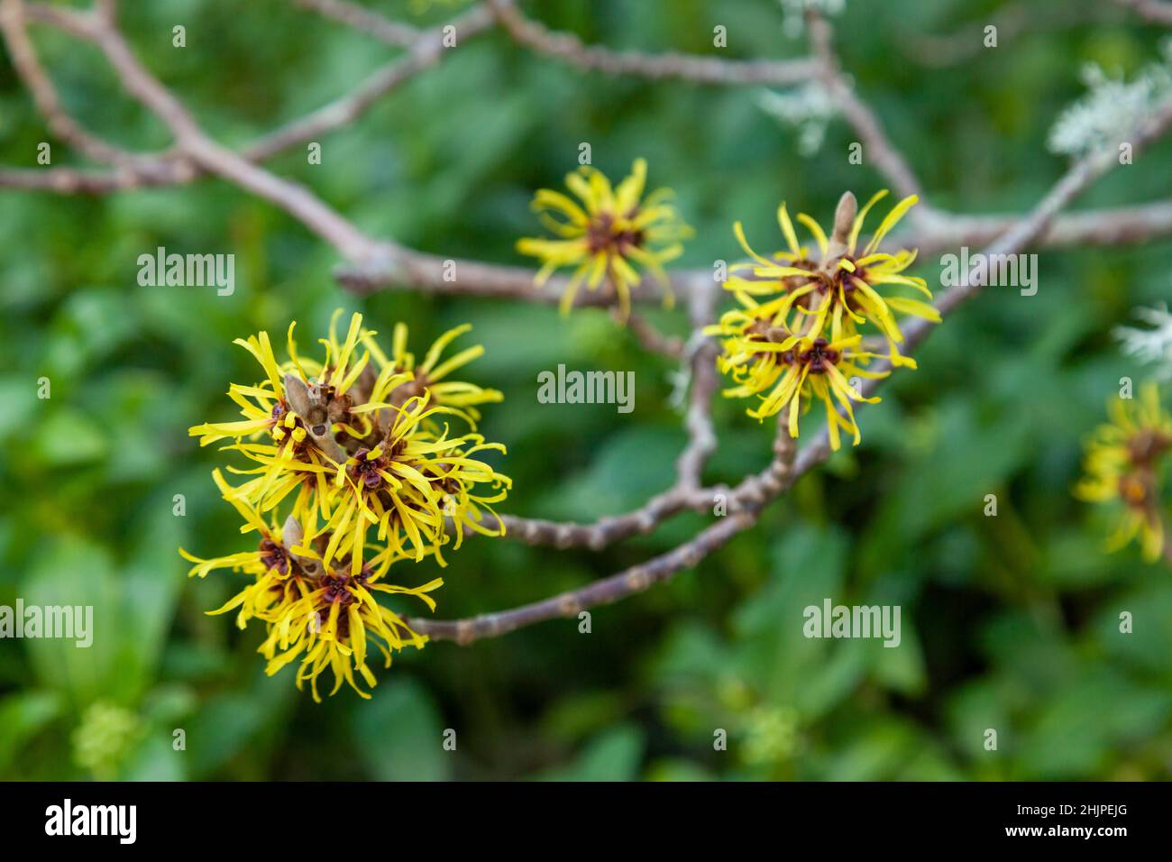 Witch hazel flowering hi-res stock photography and images - Alamy