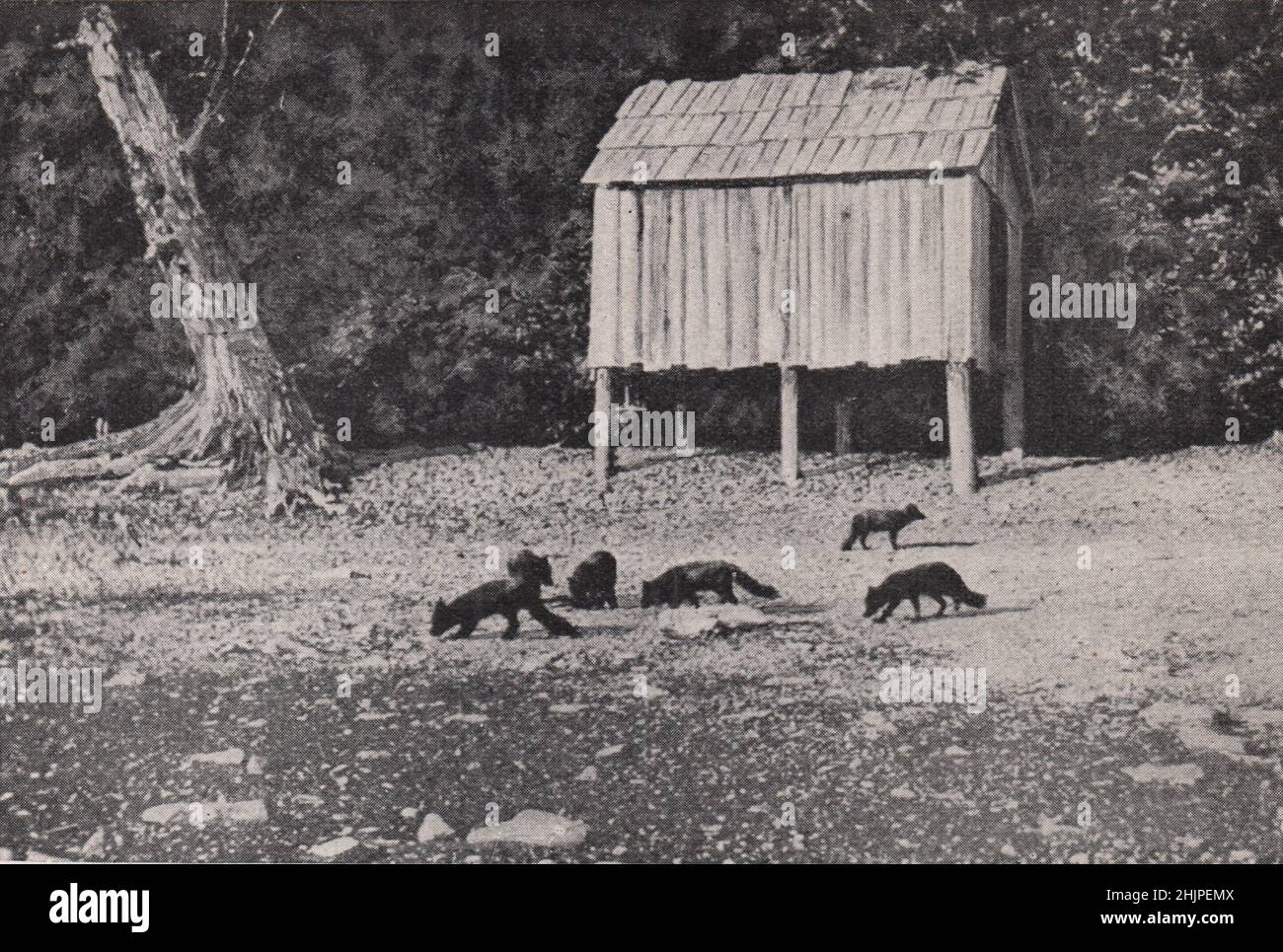 20th century fox world hi-res stock photography and images - Alamy