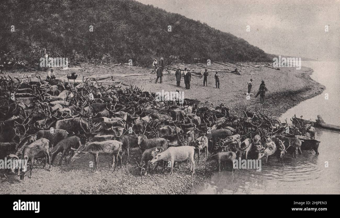 Hardy Animals of the Arctic Regions: Motley Caribou-Reindeer Herd on a ...