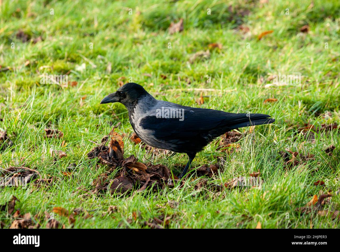 Hooded crow scotland hi-res stock photography and images - Alamy