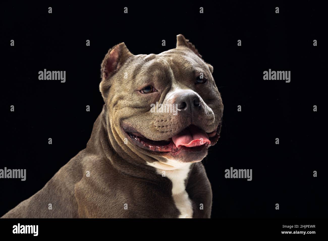 Close-up chocolate color purebred dog, staffordshire terrier looking at ...