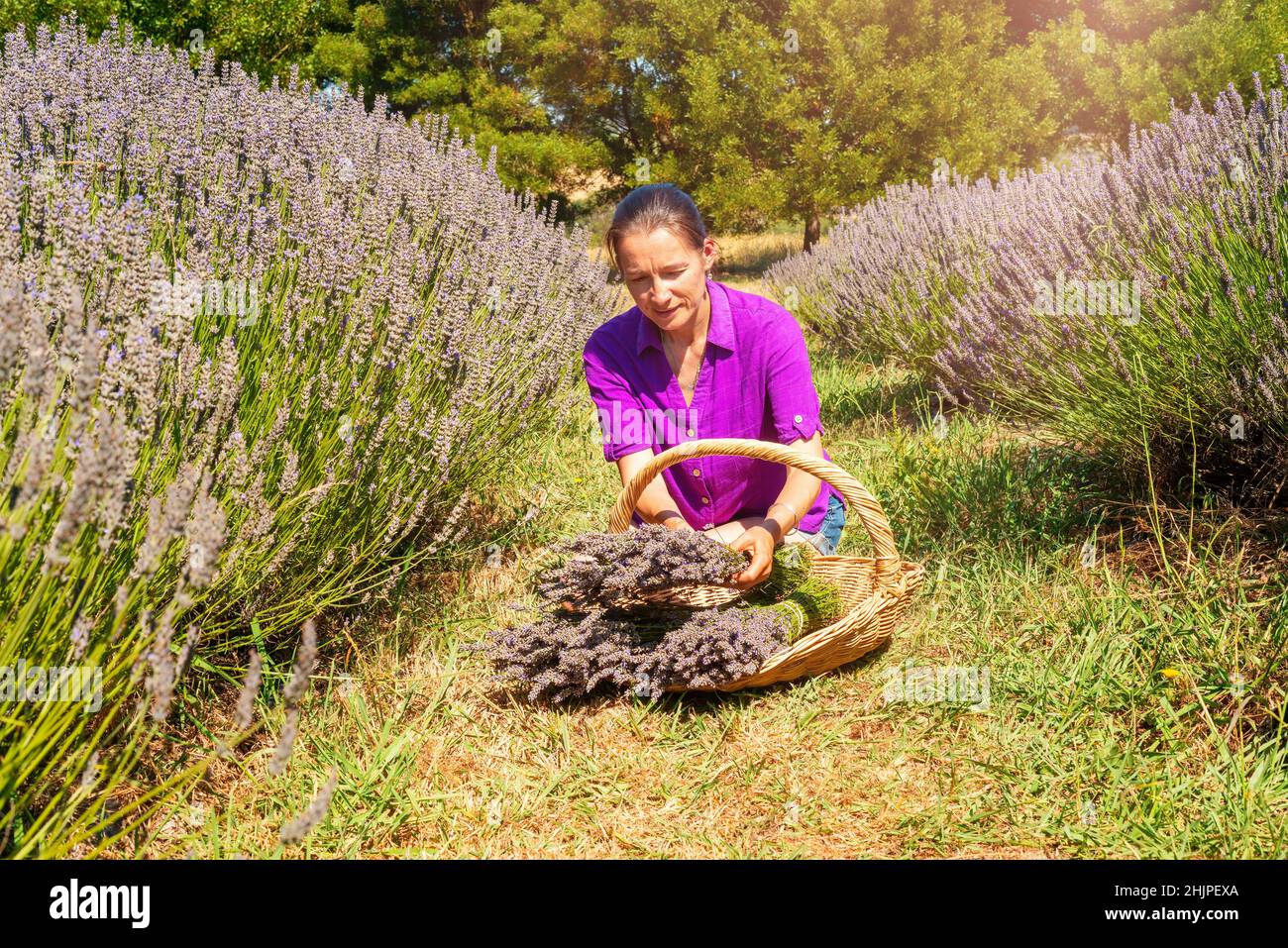 Lavender harvesting middle age hi-res stock photography and images - Alamy