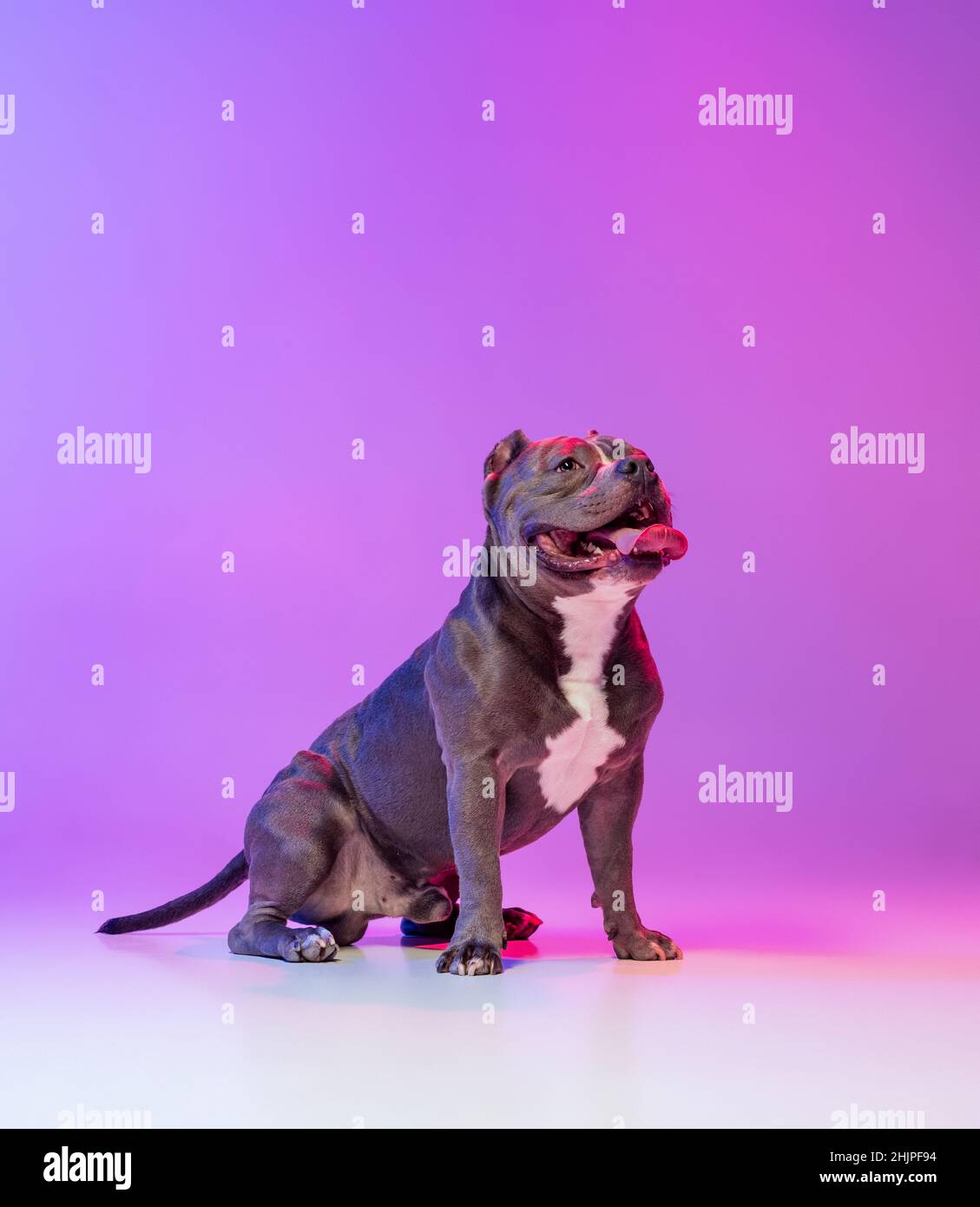 Portrait of purebred dog staffordshire terrier posing isolated over ...