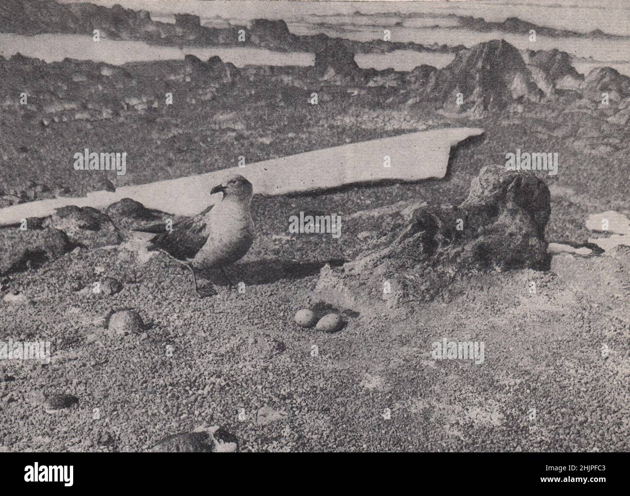 Hawk-Billed enemy of the penguin: Skua gull with its eggs. Antarctica ...
